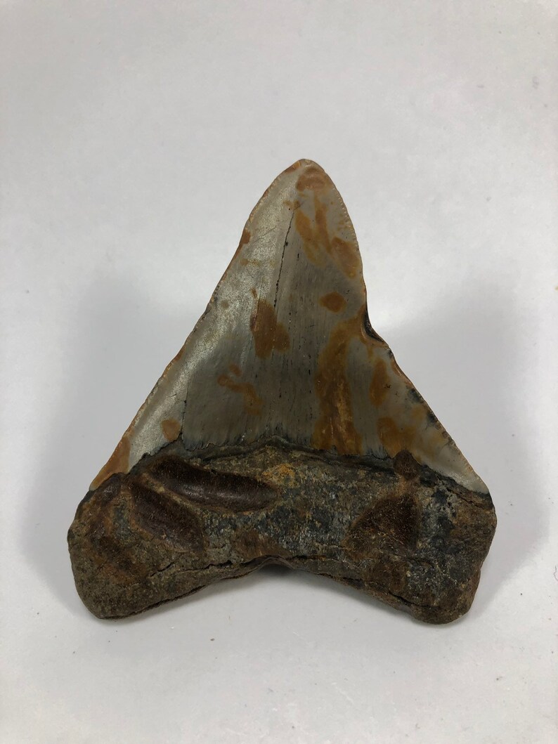 3.62 Fossil Megalodon Shark Tooth Ocean Teeth Dinosaur - Etsy