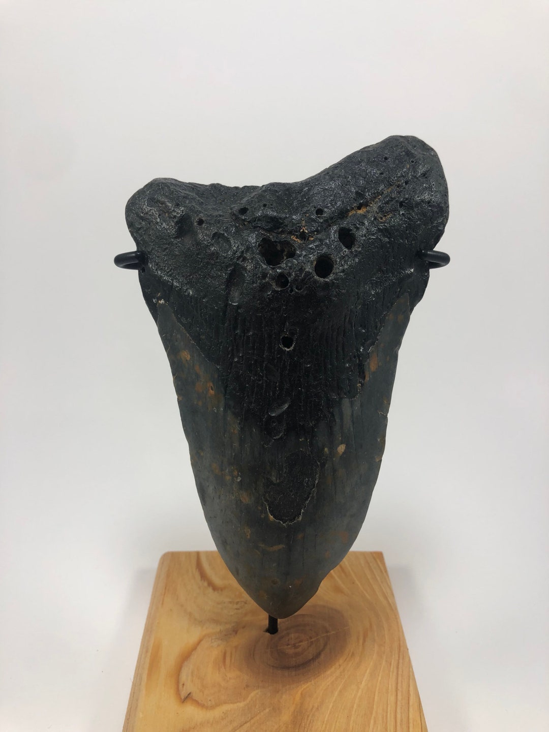 5.91" Xxl Fossil Megalodon Shark Tooth Ocean Teeth Dinosaur Fish- **on ...