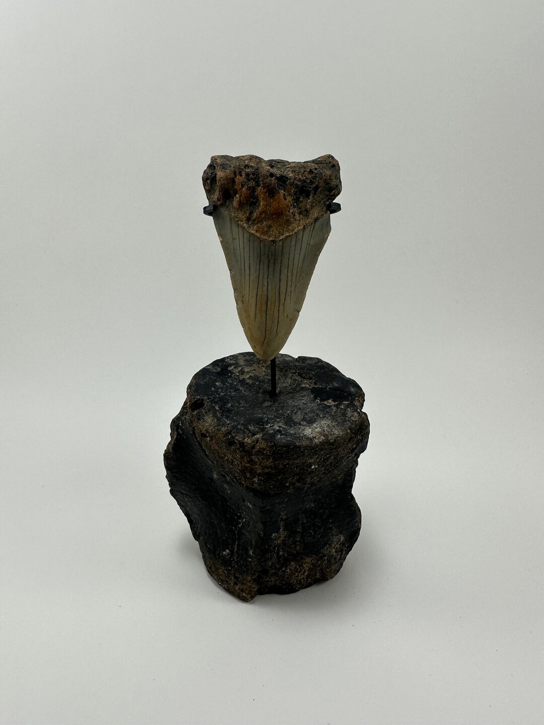 2.63" Giant Fossil Megalodon Shark Tooth Ocean Teeth Dinosaur Fish-”on ...