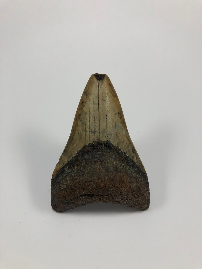 3.37 Fossil Megalodon Shark Tooth Ocean Teeth Dinosaur - Etsy
