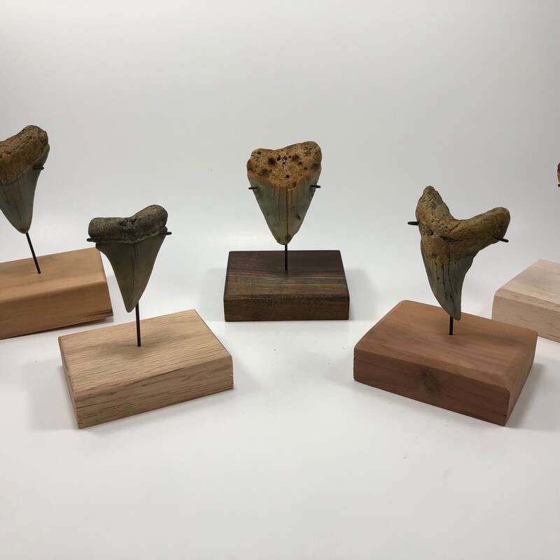 Shark Tooth Display - Etsy