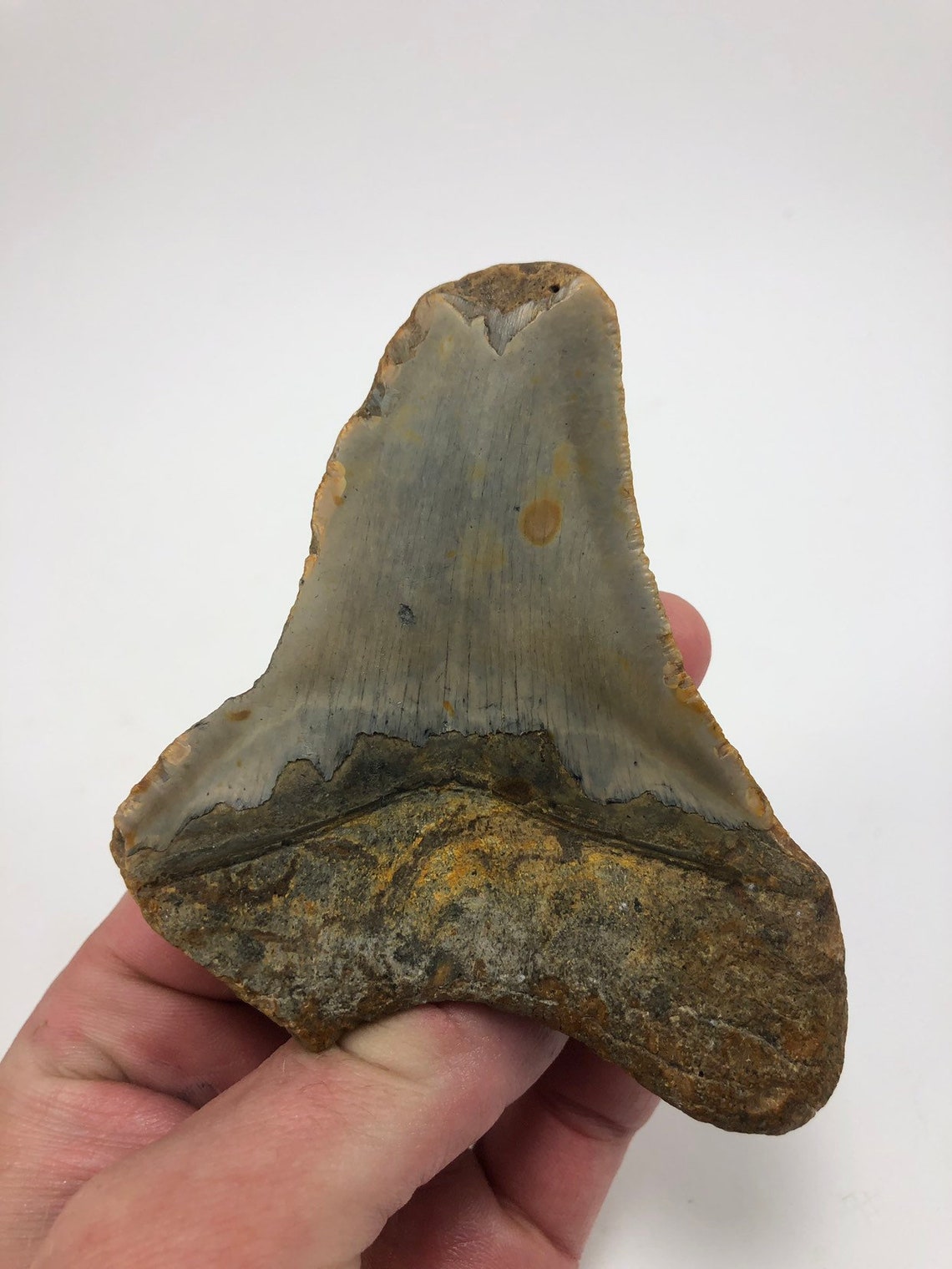 4.13 Fossil Megalodon Shark Tooth Ocean Teeth Dinosaur | Etsy