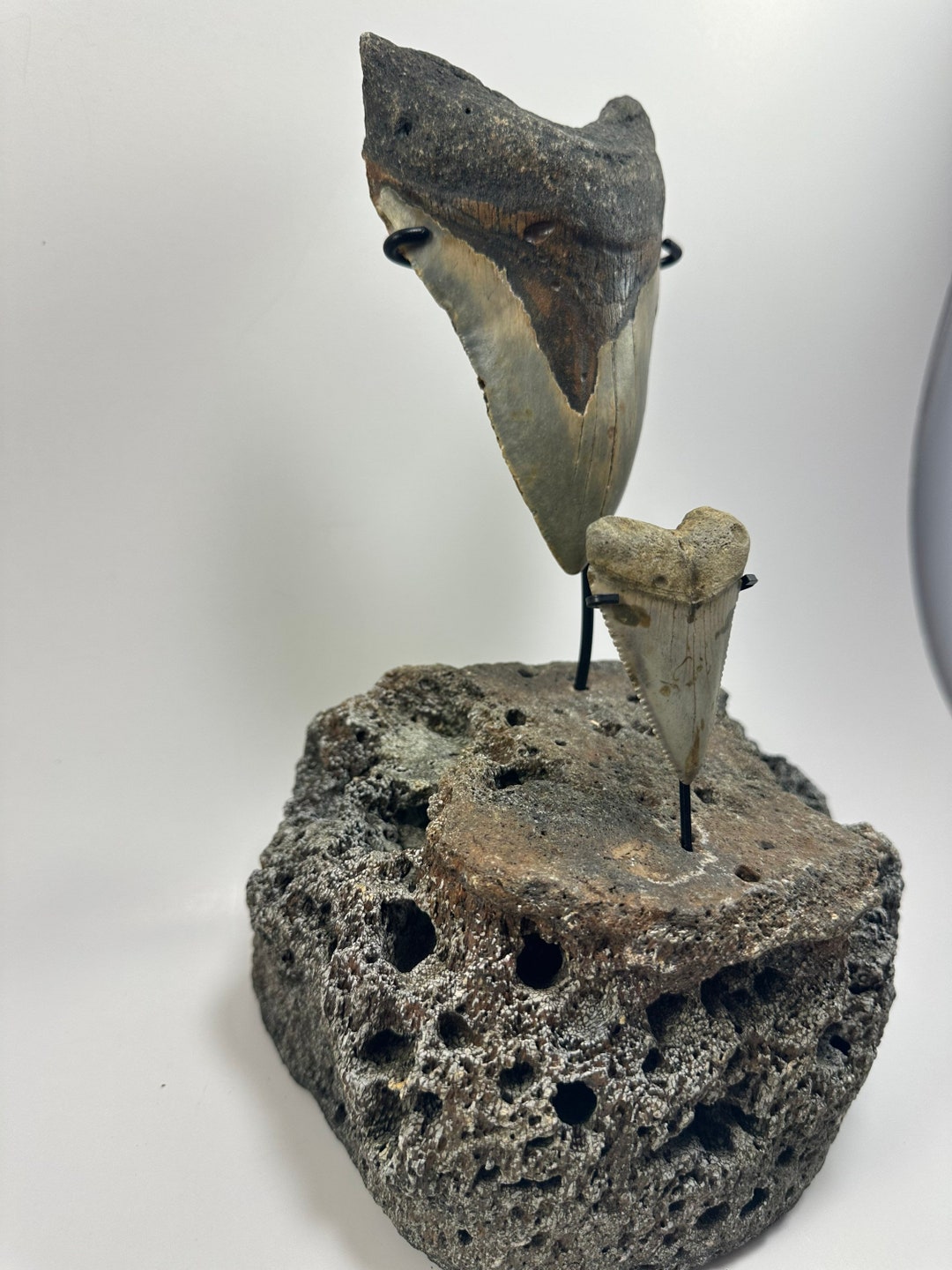 5.64” Giant Fossil Megalodon Shark Tooth Ocean Teeth W/2.34” Great ...