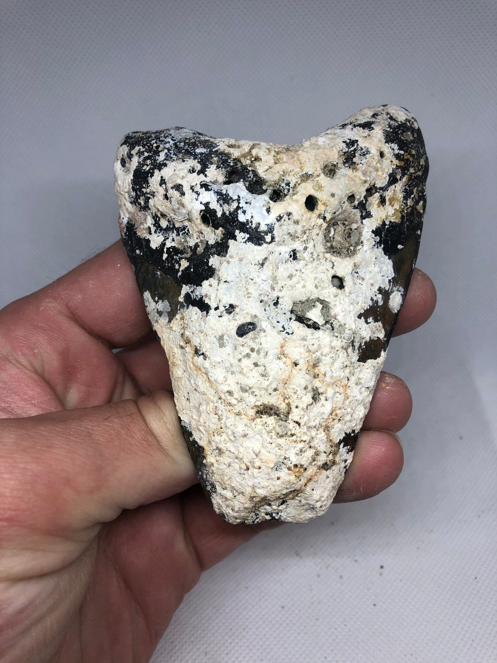 4.12 Uncleaned Fossil Megalodon Shark Tooth Coral Ocean - Etsy