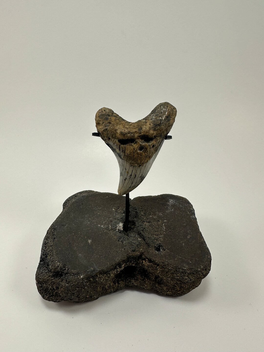 2.24" Giant Fossil Benedini Shark Tooth Ocean Teeth Dinosaur Fish-”on ...