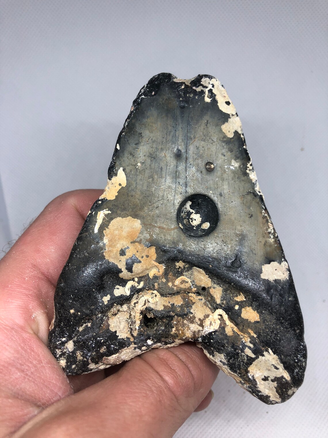 4.12 Uncleaned Fossil Megalodon Shark Tooth Coral Ocean - Etsy