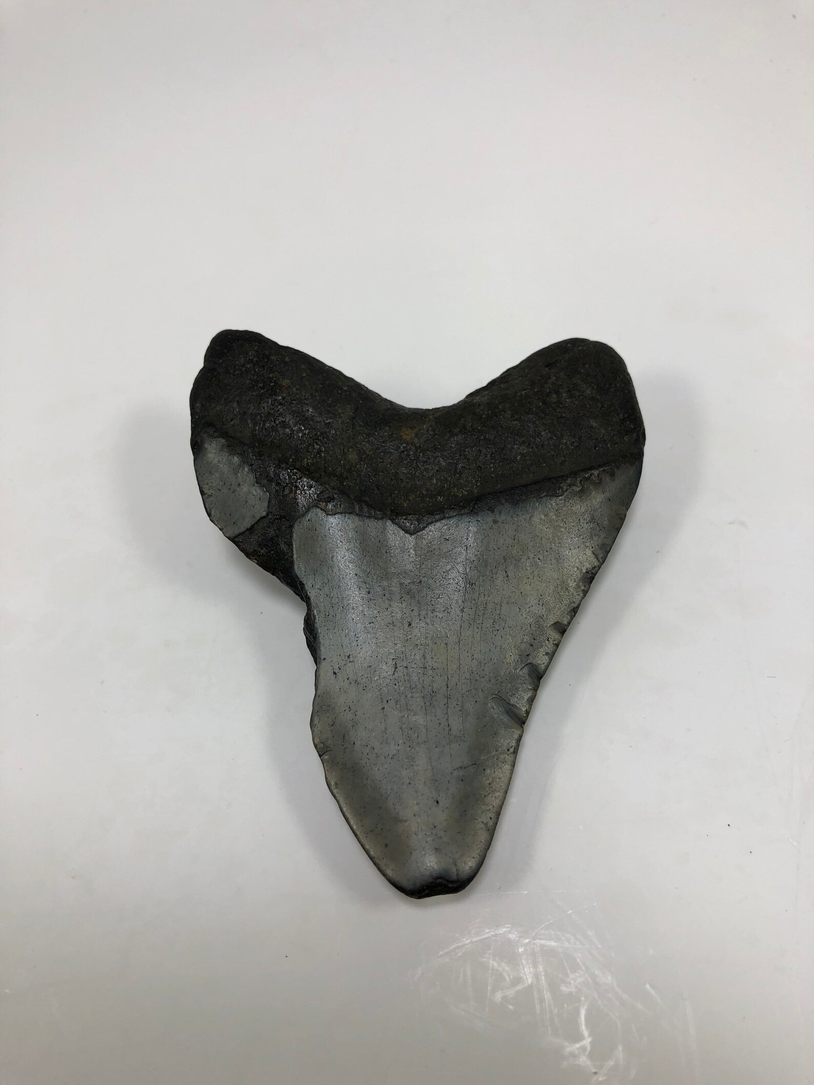 3.32 Fossil Megalodon Shark Tooth Ocean Teeth Dinosaur - Etsy