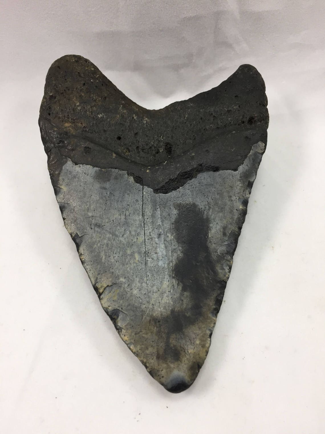 5.31 Fossil Megalodon Shark Tooth Ocean Teeth Dinosaur | Etsy