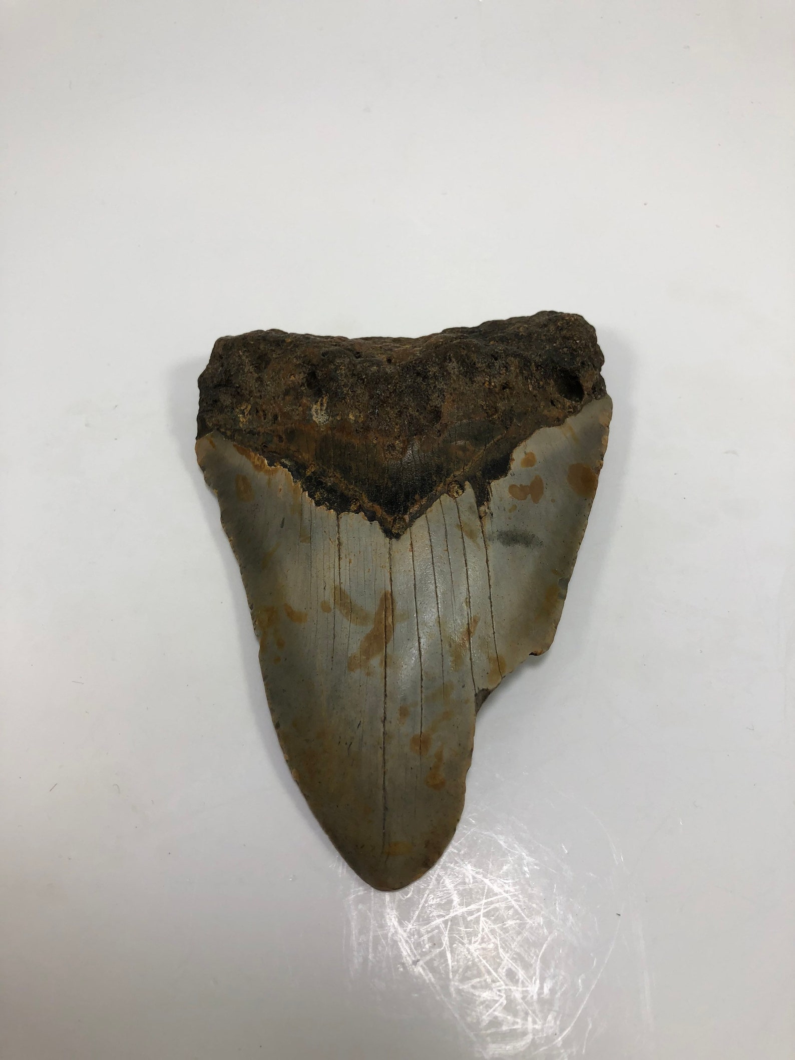 4.79 Fossil Megalodon Shark Tooth Ocean Teeth Dinosaur | Etsy