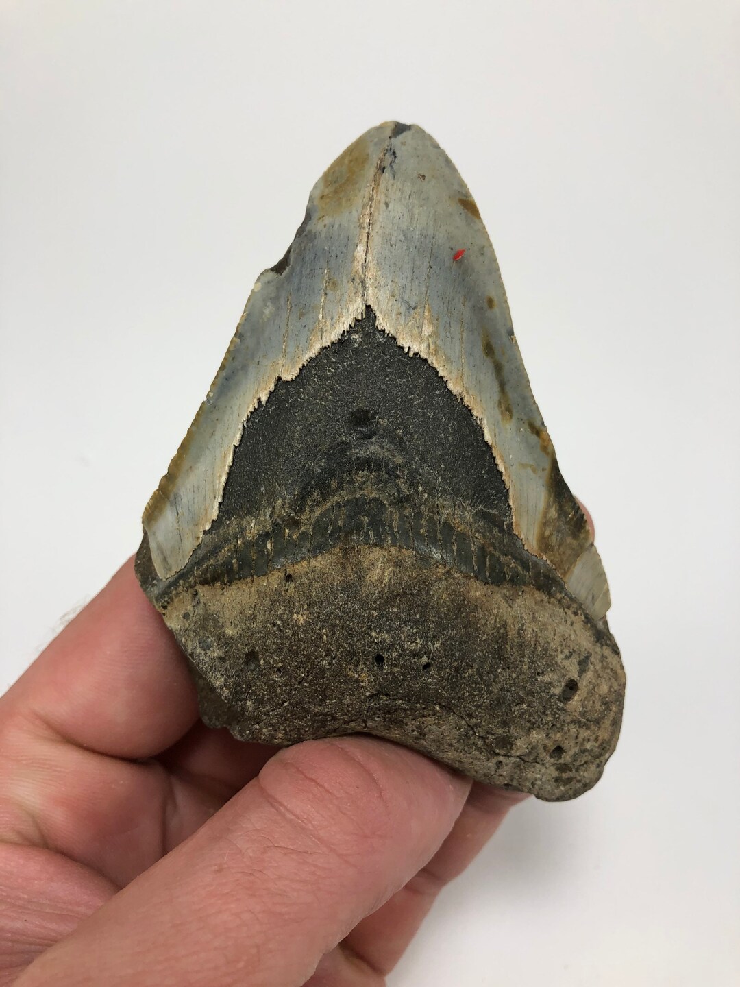 4.04" Nice Fossil Megalodon Shark Tooth Ocean Teeth Fish-4.5oz **free ...
