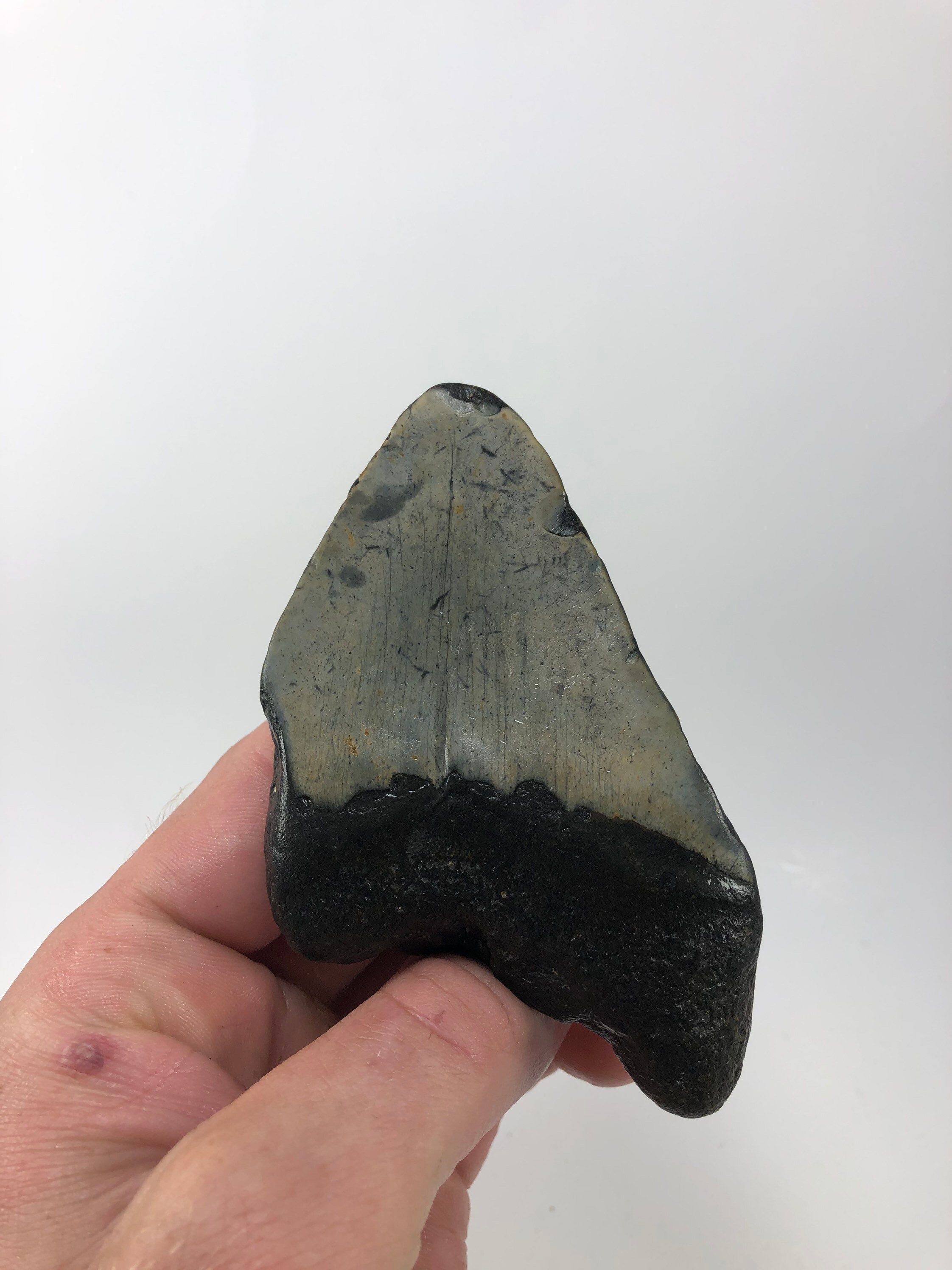 4.23" Fossil Megalodon Shark Tooth Ocean Teeth Dinosaur Fish-5.5oz ...