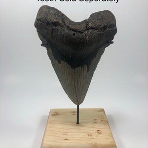 Custom Wood Base Megalodon Inverted Metal Shark Tooth Stand—great ...