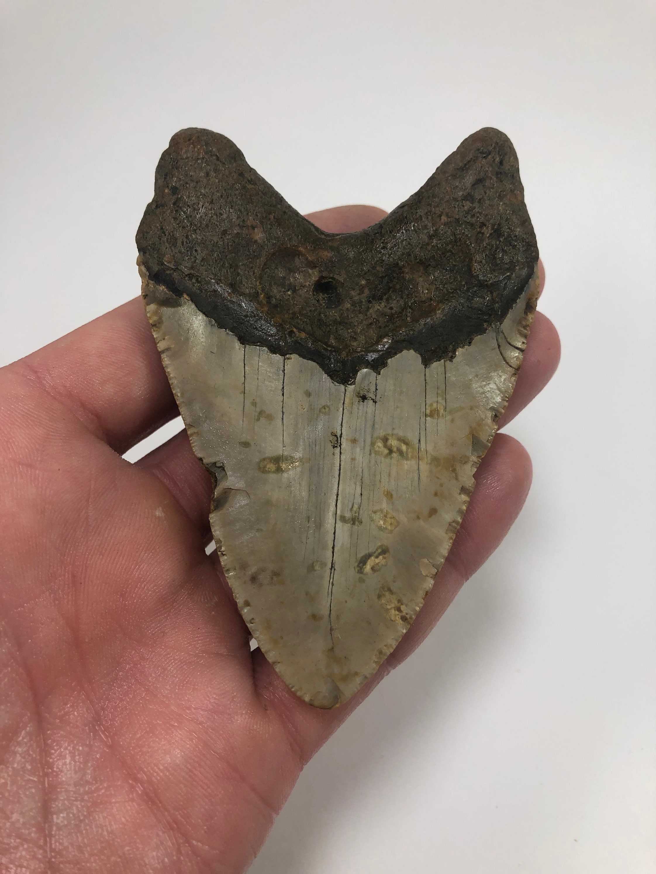 4.15" Fossil Megalodon Shark Tooth Ocean Teeth Dinosaur Fish-4.7oz ...
