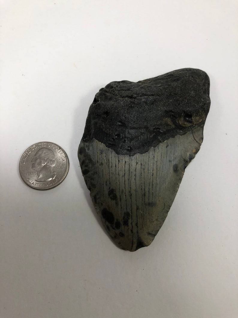 3.84 Fossil Megalodon Shark Tooth Ocean Teeth Dinosaur - Etsy