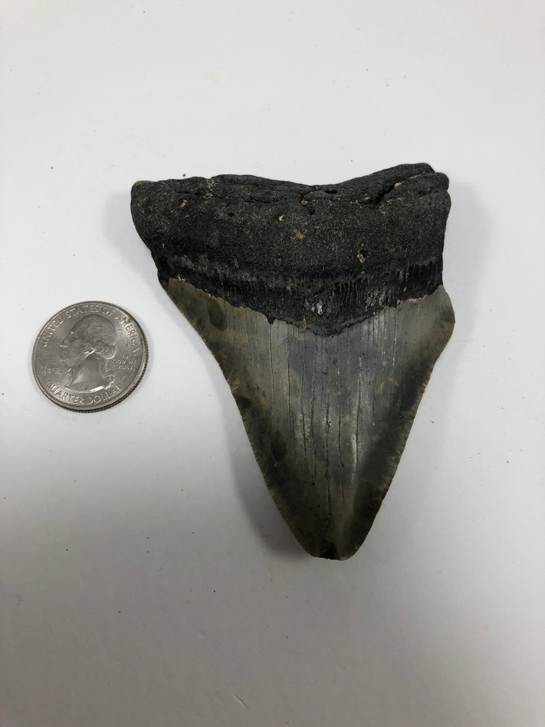 3.51 Nice Fossil Megalodon Shark Tooth Ocean Teeth | Etsy