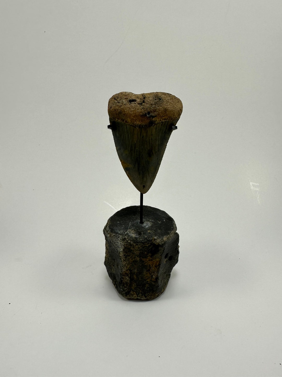 2.45" Giant Fossil Great White Shark Tooth Ocean Teeth Dinosaur Fish ...