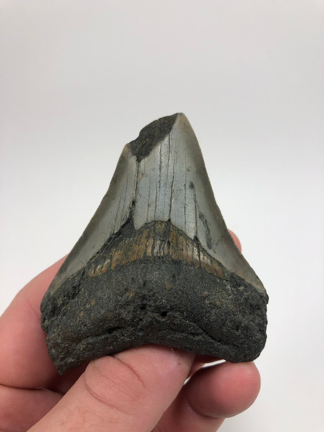 3.23" Bite Mark Fossil Megalodon Shark Tooth Ocean Teeth Dinosaur Fish ...