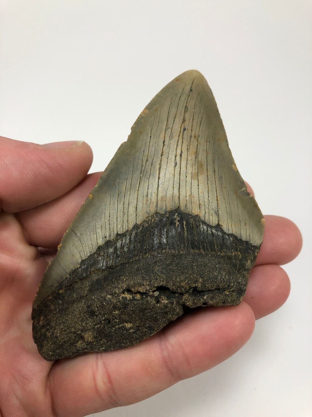 4.03" Fossil Megalodon Shark Tooth Ocean Teeth Dinosaur Fish 3.8oz ...
