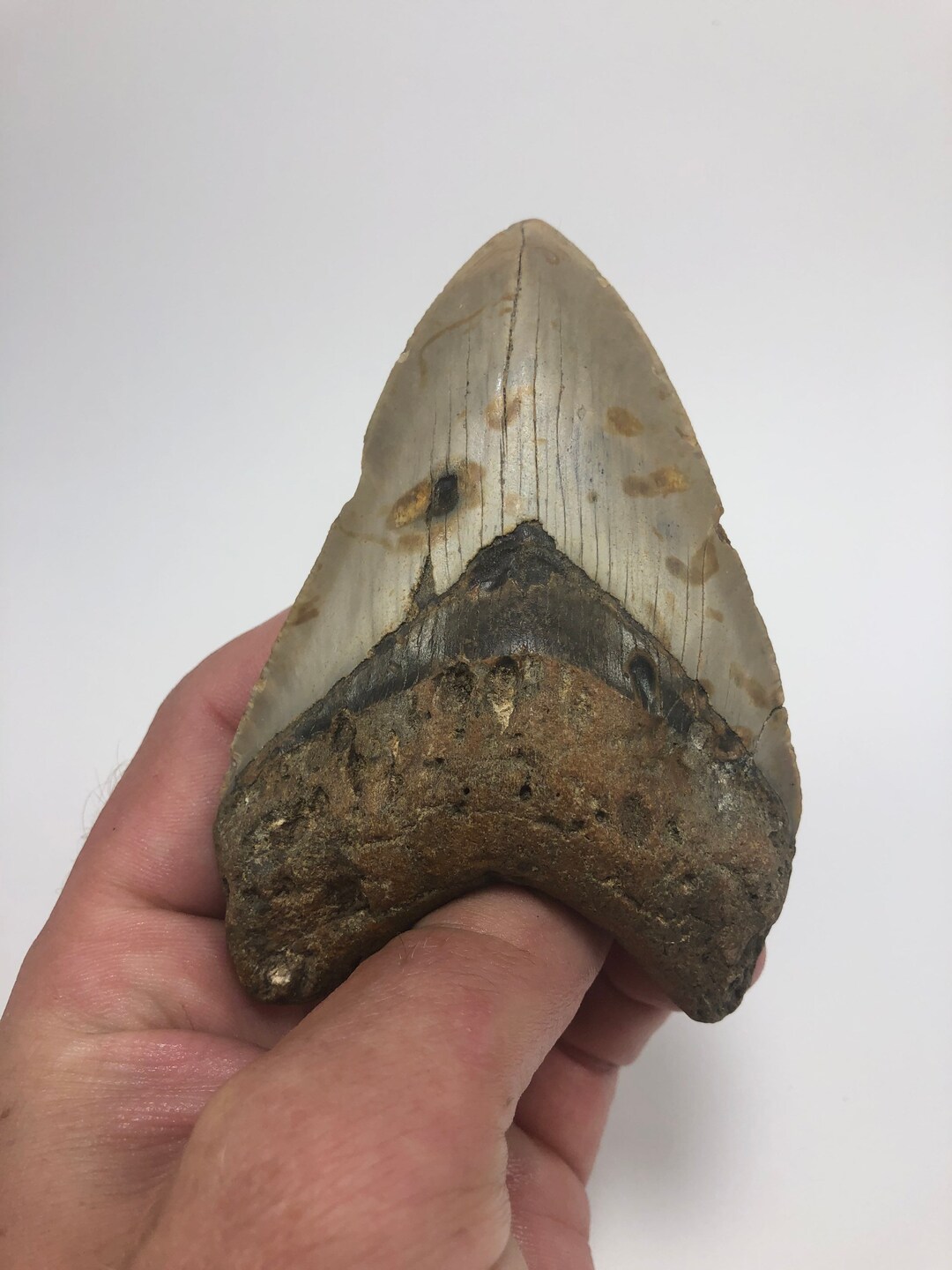 4.15" Fossil Megalodon Shark Tooth Ocean Teeth Dinosaur Fish-4.7oz ...