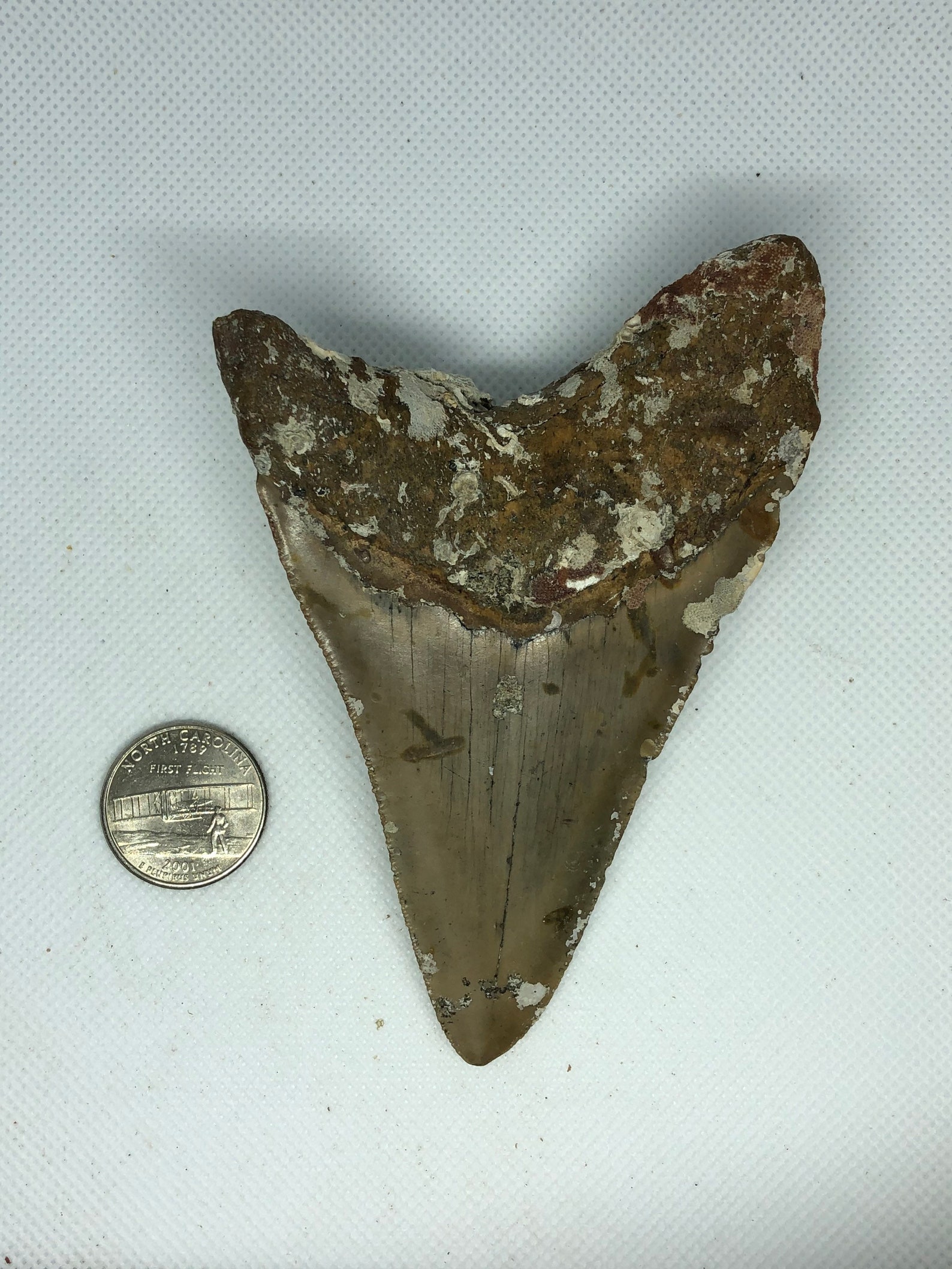 4.78 Uncleaned Fossil Megalodon Shark Tooth Coral Ocean | Etsy