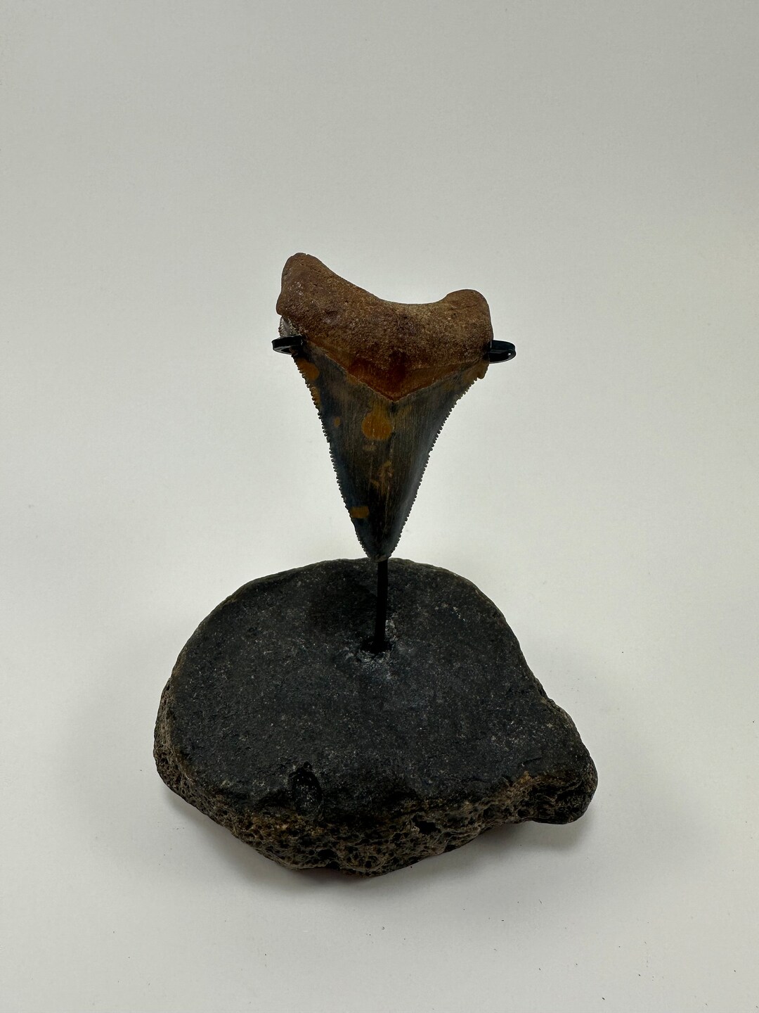 2.27" Giant Colorful Fossil Megalodon Shark Tooth Ocean Teeth Dinosaur ...