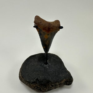 2.27" Giant Colorful Fossil Megalodon Shark Tooth Ocean Teeth Dinosaur ...