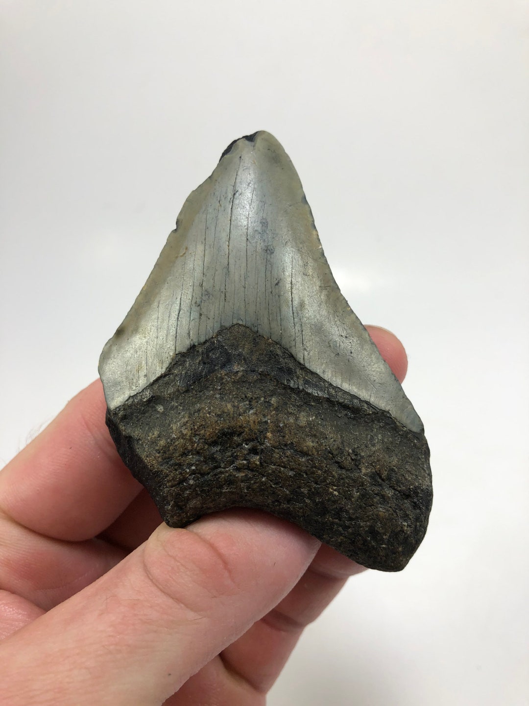 3.39" Fossil Megalodon Shark Tooth Ocean Teeth Dinosaur Fish-2.3oz ...