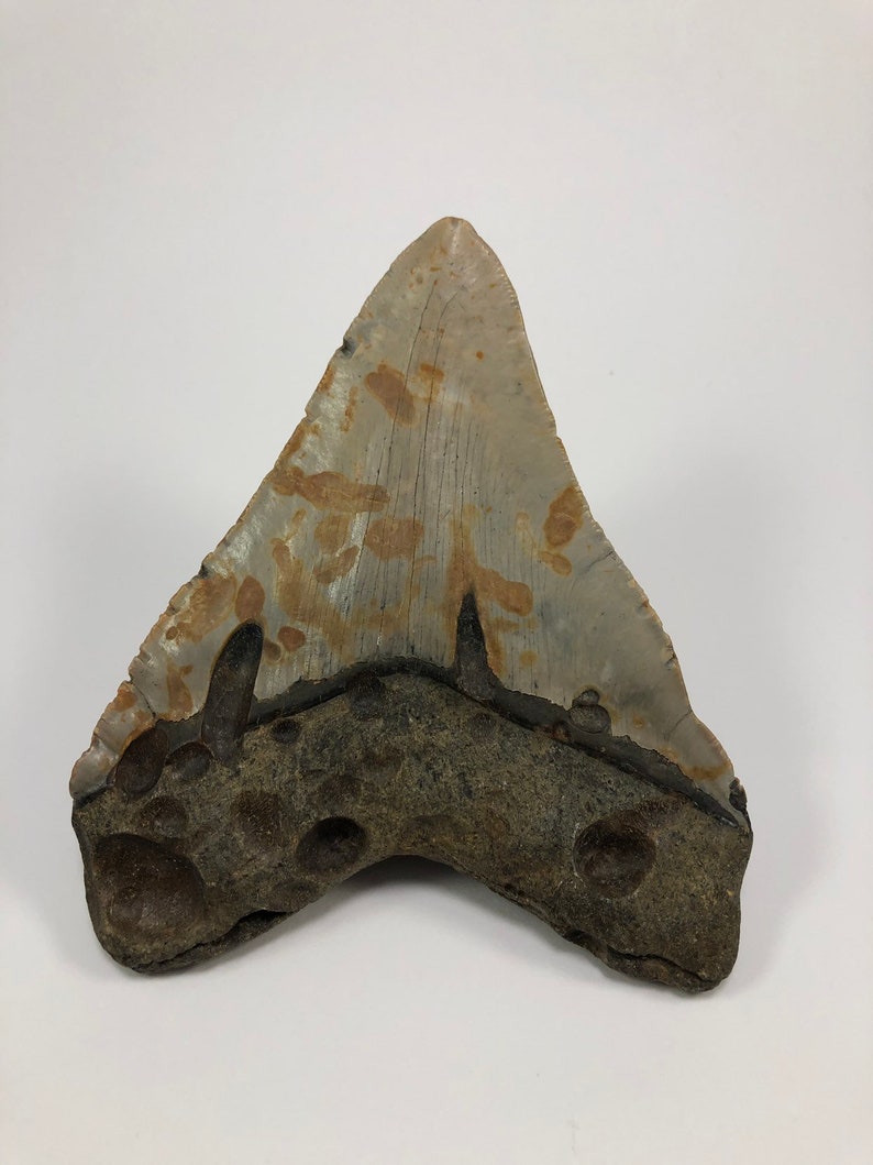 5.24 Fossil Megalodon Shark Tooth Ocean Teeth Dinosaur - Etsy