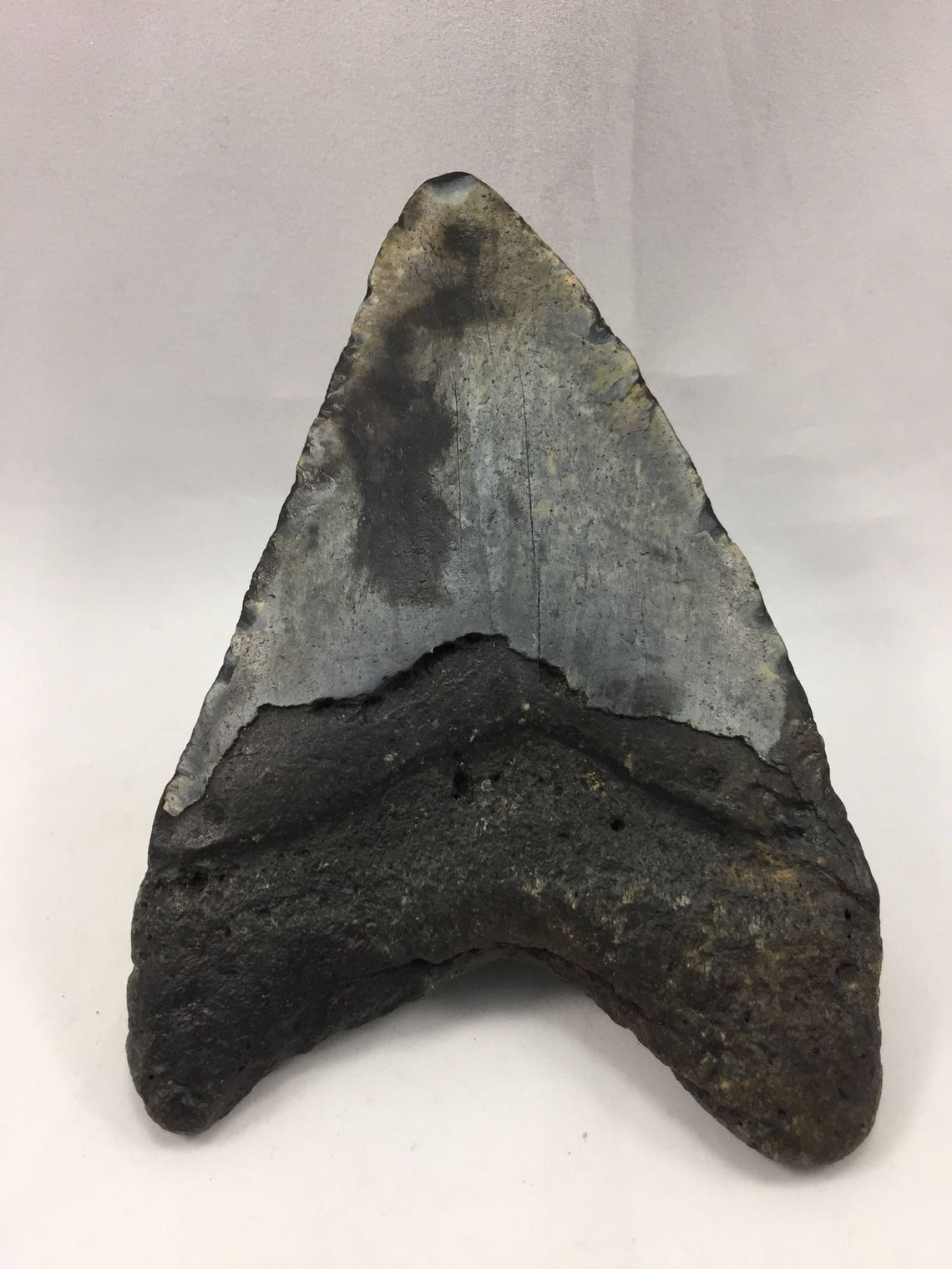 5.31 Fossil Megalodon Shark Tooth Ocean Teeth Dinosaur | Etsy