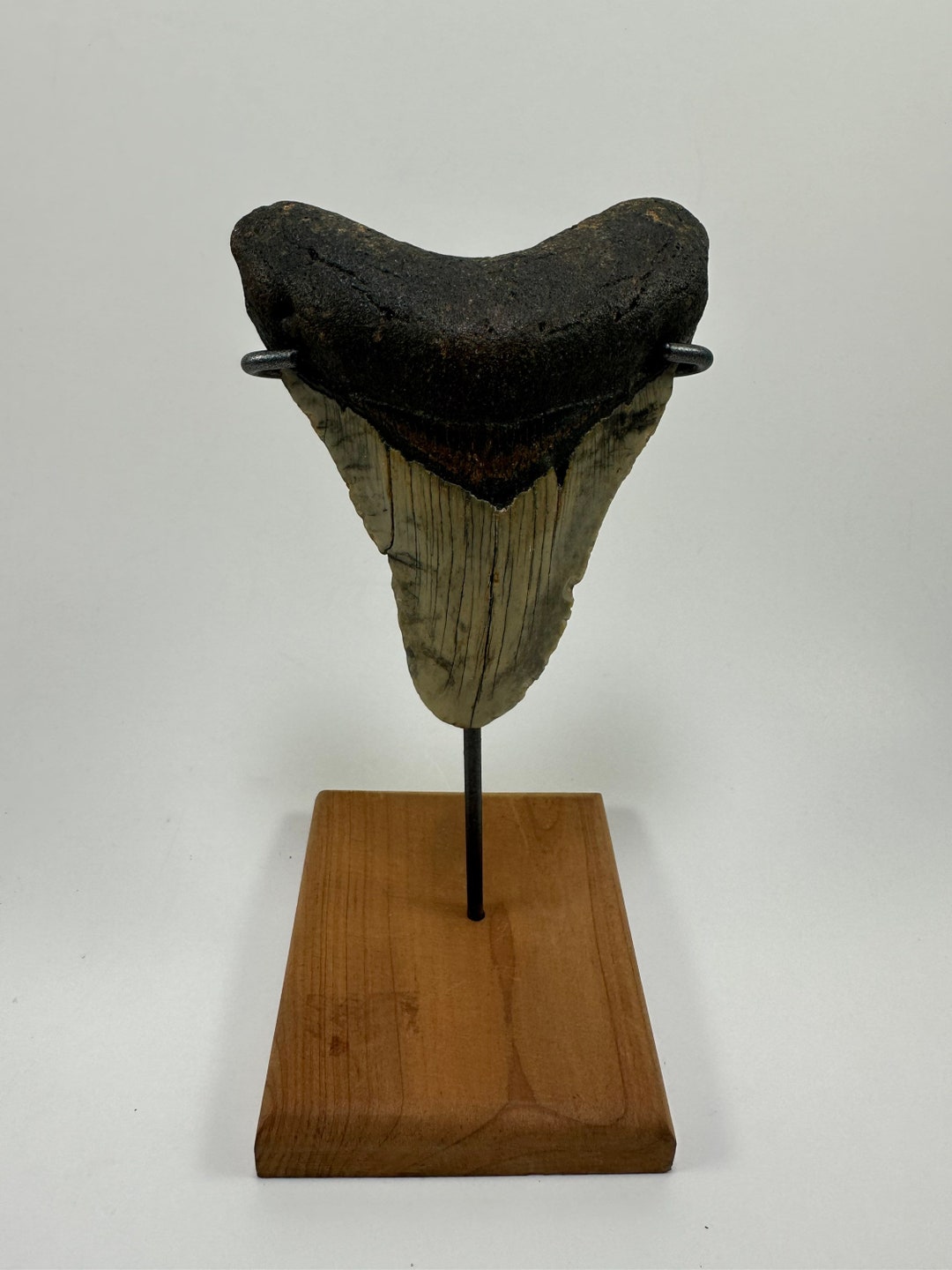 3.79" Giant Fossil Megalodon Shark Tooth Ocean Teeth Dinosaur Fish ...