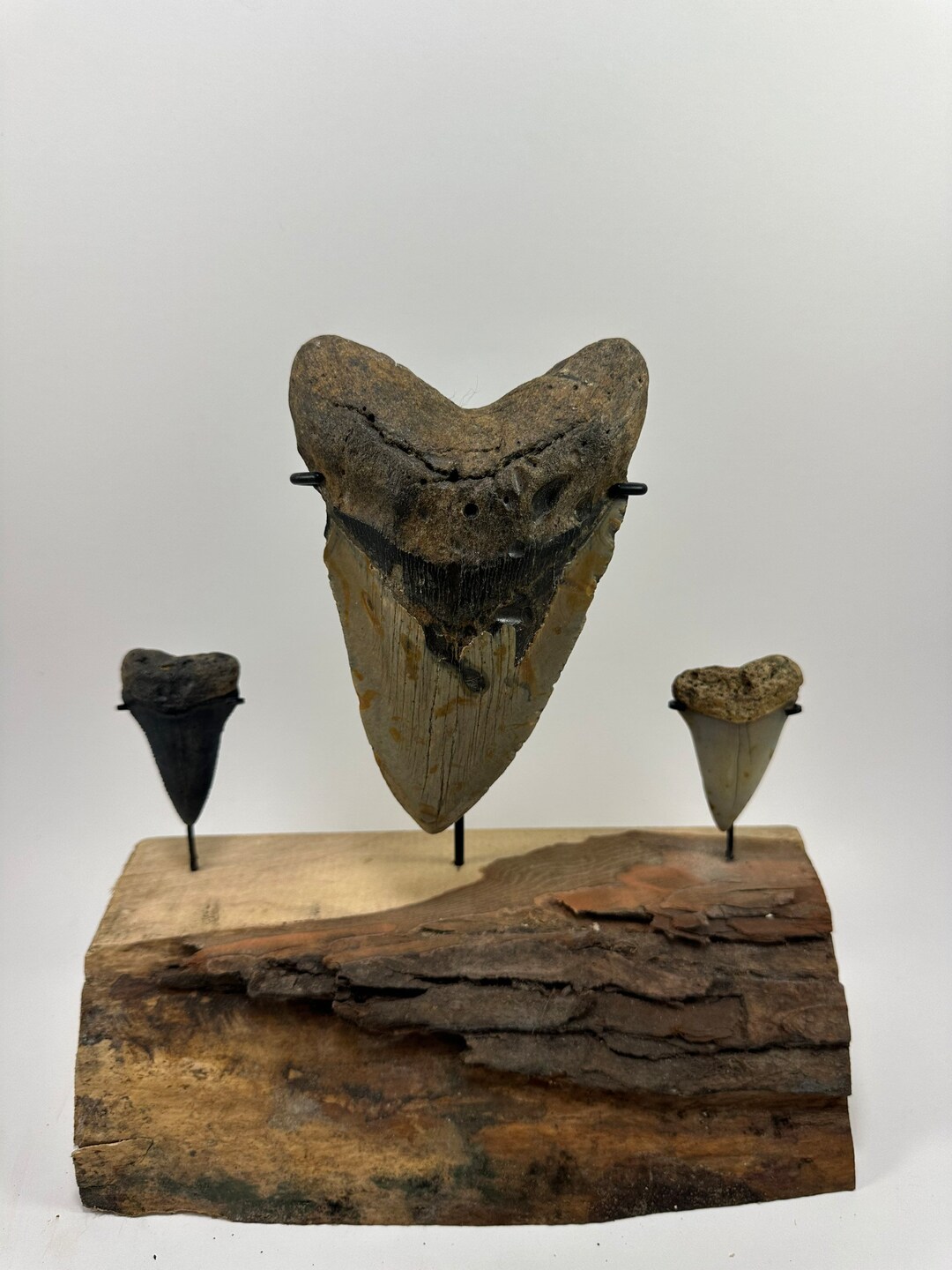 5.90" Giant Fossil Megalodon Shark Tooth Ocean Teeth 2.53” Great White ...