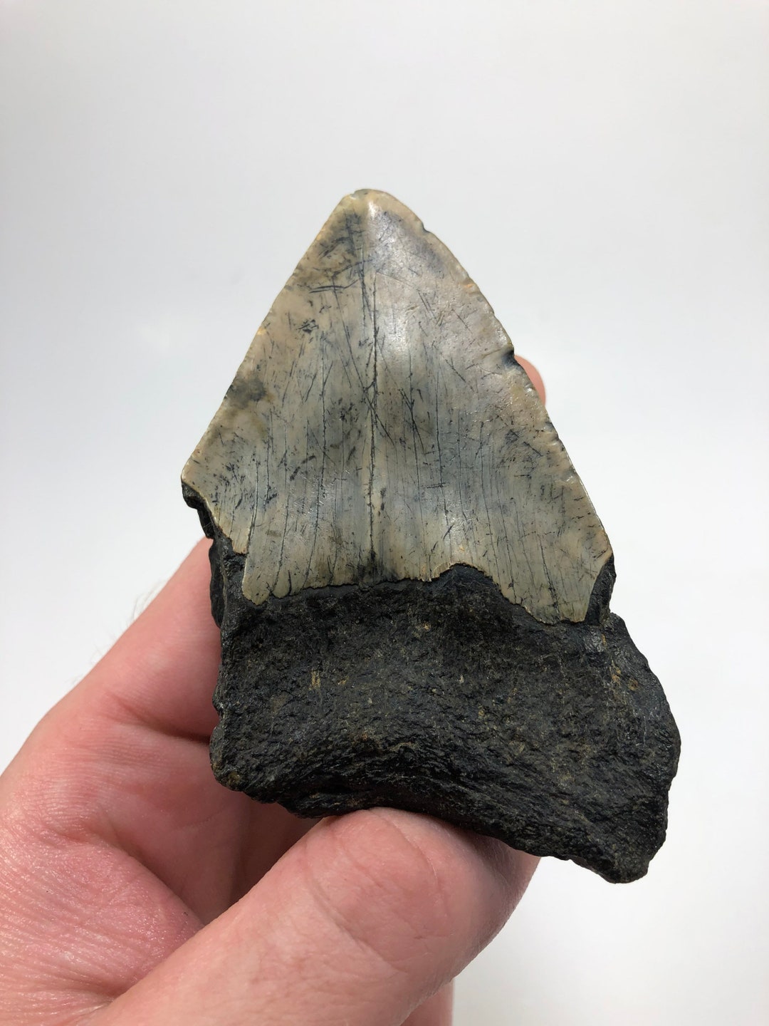 3.82" Fossil Megalodon Shark Tooth Ocean Teeth Dinosaur Fish-4.6oz ...