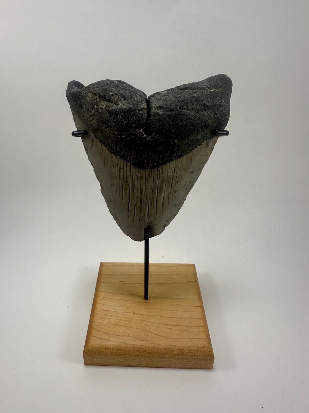 4.83 Giant Fossil Megalodon Shark Tooth Ocean Teeth Dinosaur Fish on ...