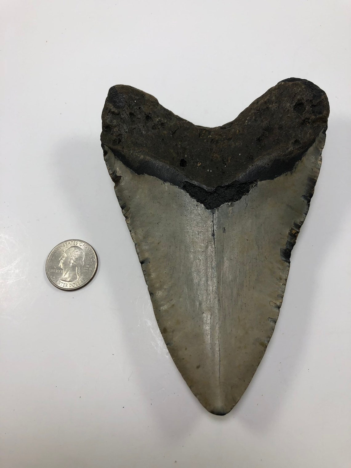 5.60" Nice Fossil Megalodon Shark Tooth Ocean Teeth Fish-11.2oz **free ...