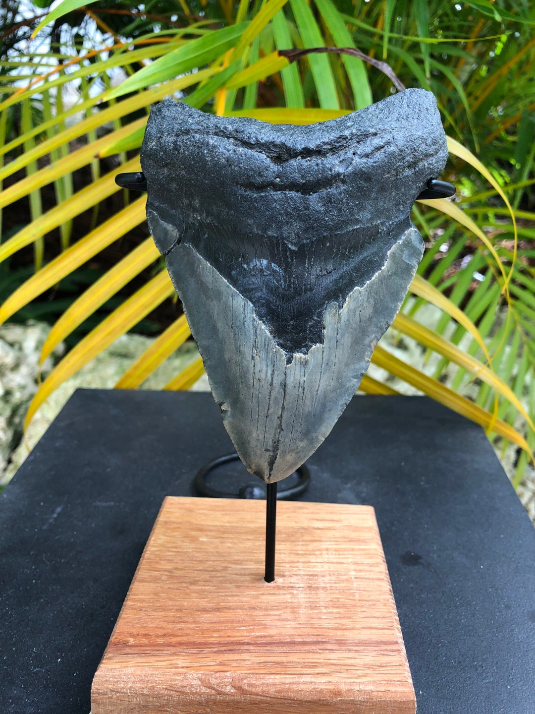 5.18" Fossil Megalodon Shark Tooth Ocean Teeth Dinosaur Fish- **on ...