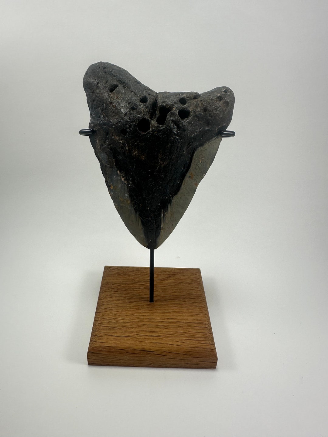 5.10" Giant Fossil Megalodon Shark Tooth Ocean Teeth Dinosaur Fish ...