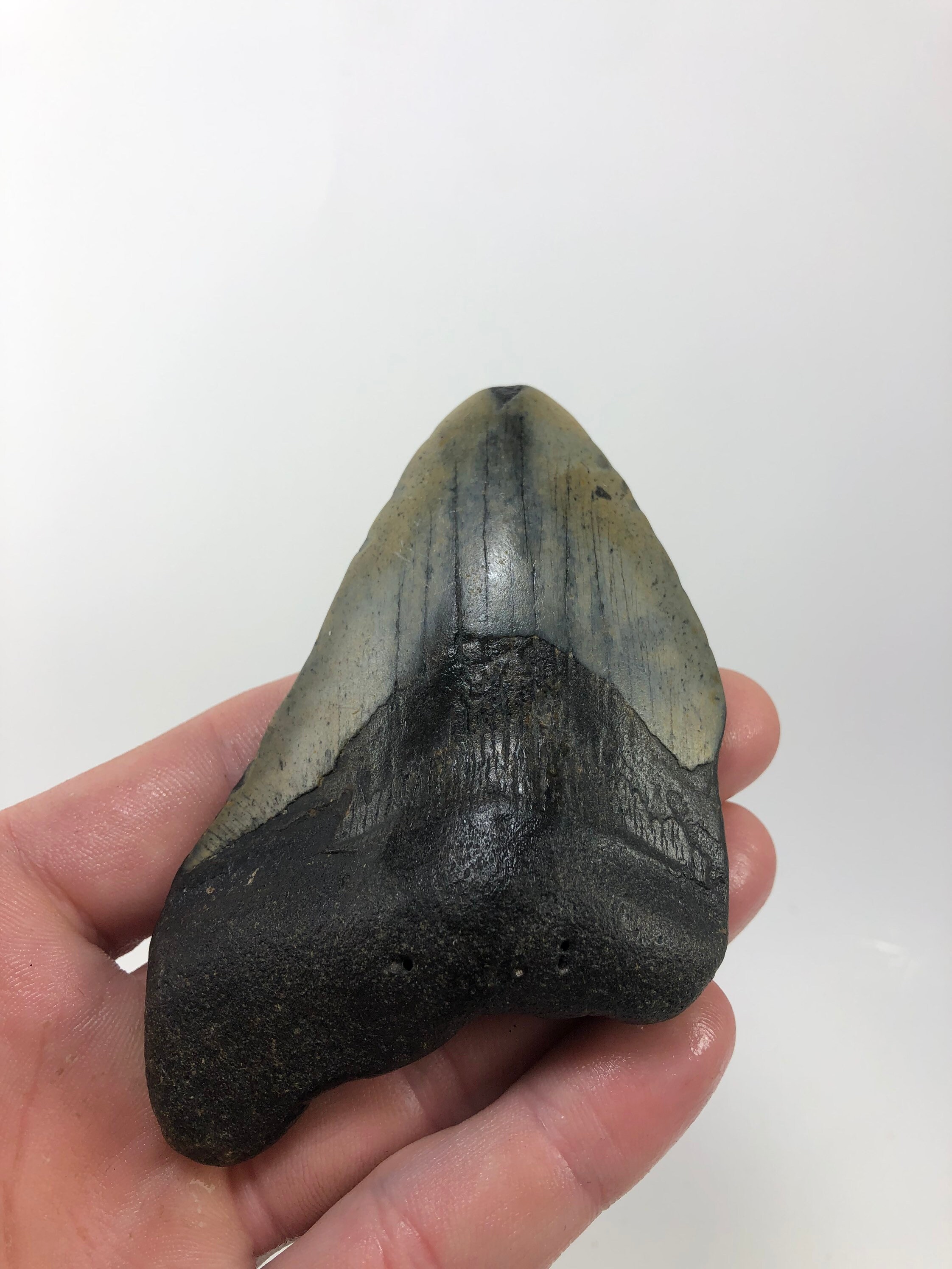 4.23" Fossil Megalodon Shark Tooth Ocean Teeth Dinosaur Fish-5.5oz ...