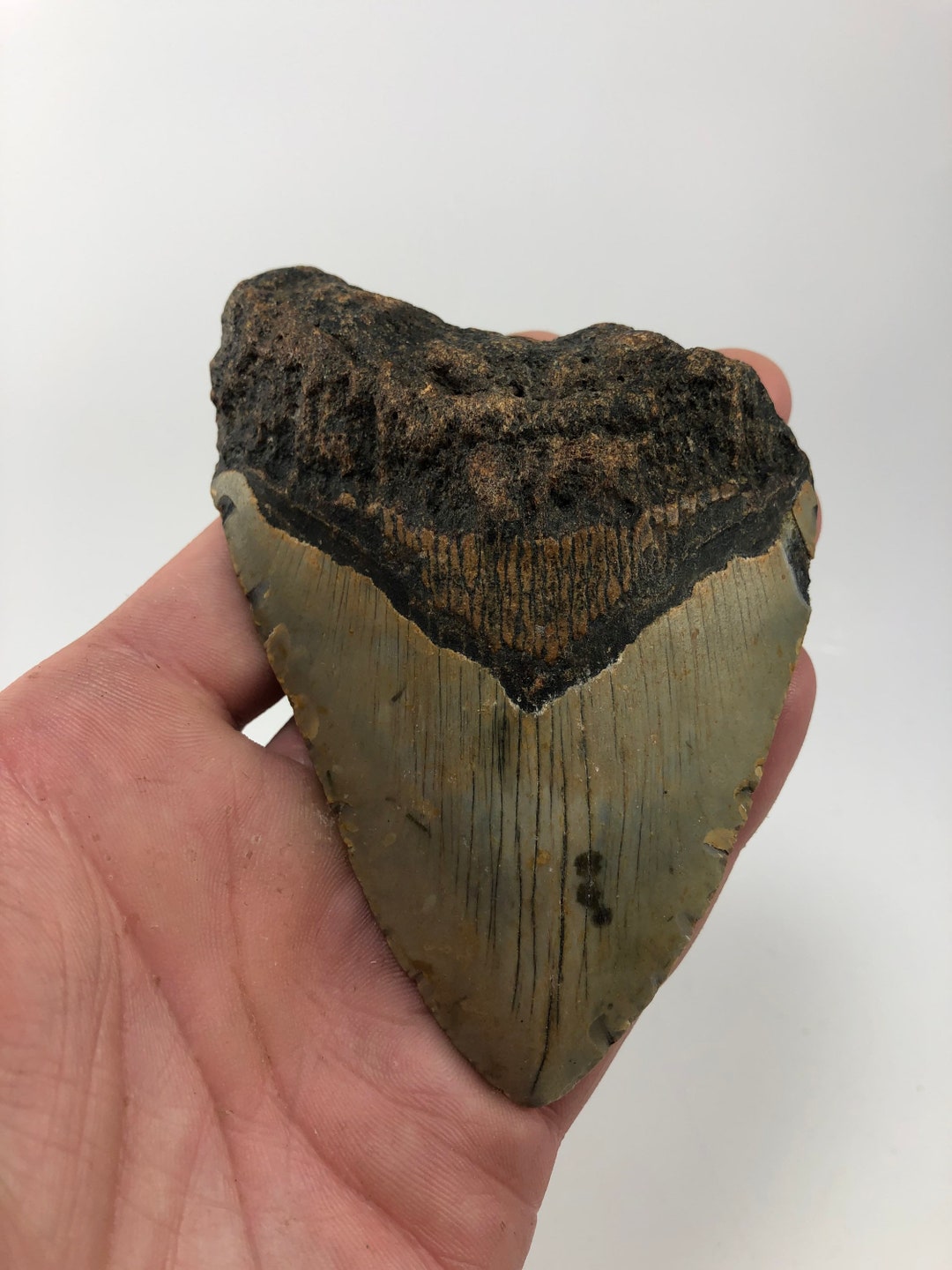 4.59" Fossil Megalodon Shark Tooth Ocean Teeth Dinosaur Fish-7.1oz ...