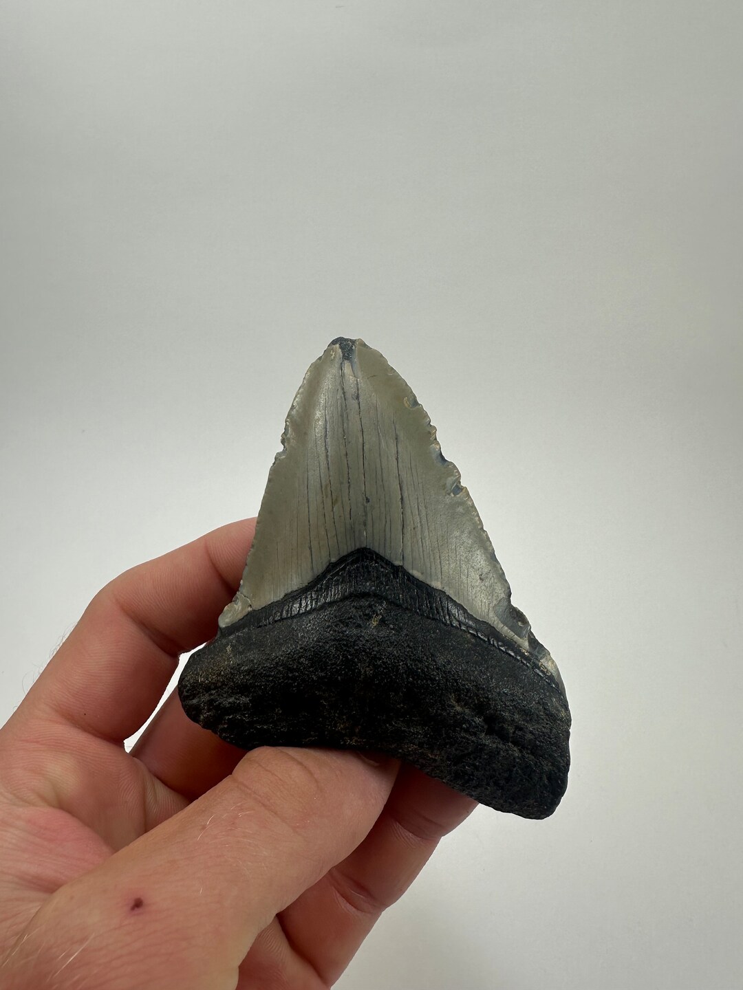 4.06" Fossil Megalodon Shark Tooth Ocean Teeth Dinosaur Fish 3.7 Oz ...