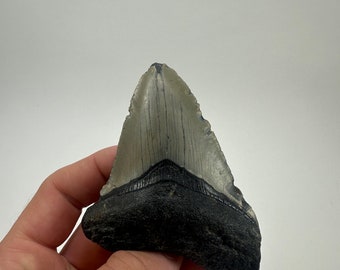 3.62 Fossil Megalodon Shark Tooth Ocean Teeth Dinosaur Fish-4.2oz free ...