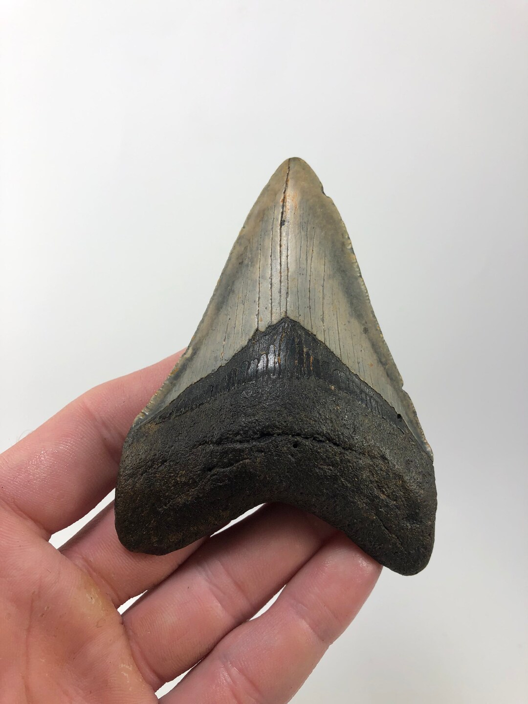 4.22" Fossil Megalodon Shark Tooth Ocean Teeth Dinosaur Fish-4.6oz ...