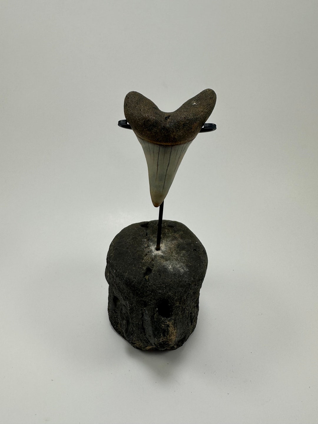 2.18" Giant Fossil Mako Shark Tooth Ocean Teeth Dinosaur Fish-”on ...