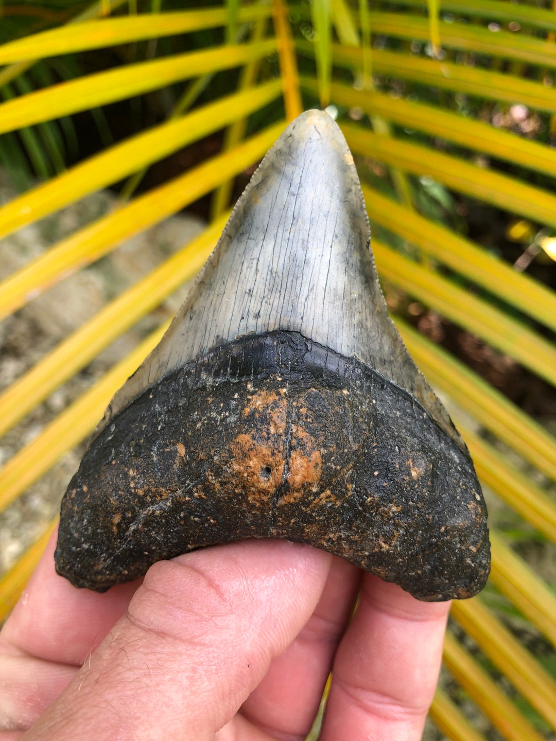 3.68" Fossil Megalodon Sharp Bourlette Shark Tooth Ocean Teeth Dinosaur ...