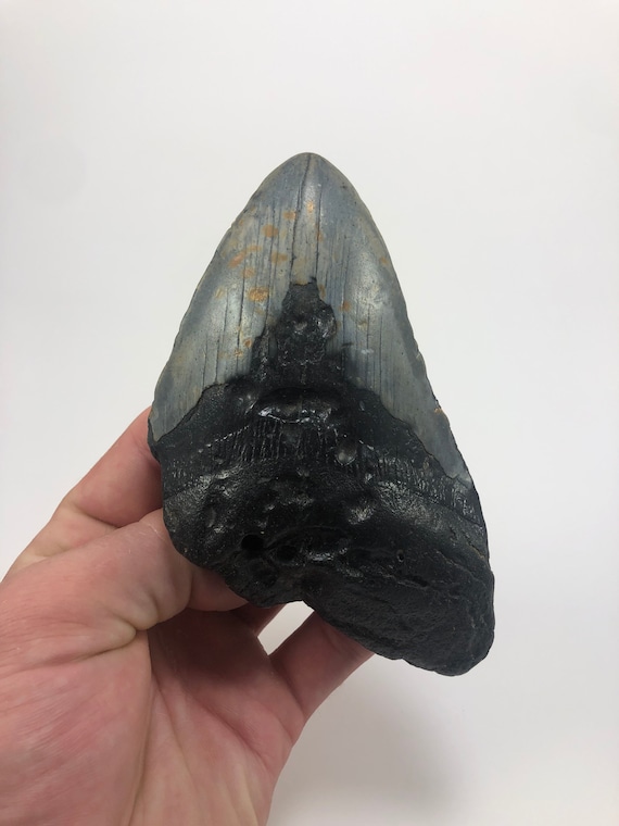 5.59 Fossil Megalodon Shark Tooth Ocean Teeth Dinosaur - Etsy