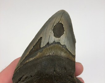 3.32 Fossil Megalodon Shark Tooth Ocean Teeth Dinosaur - Etsy