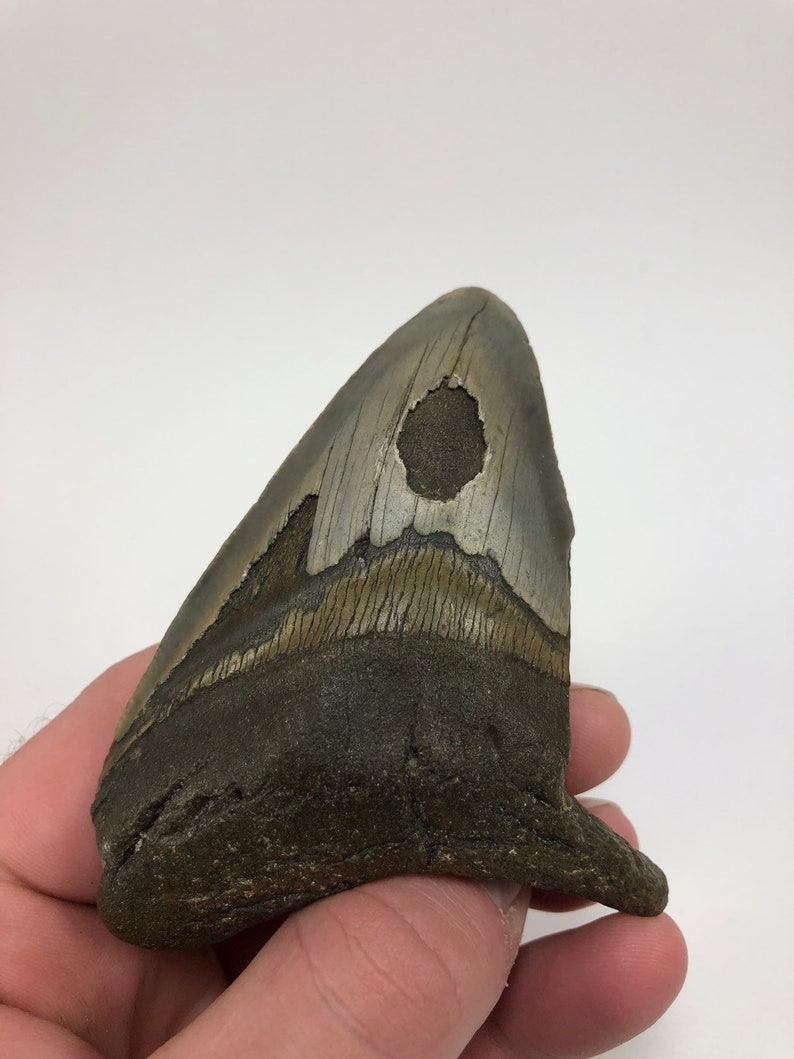 3.67 Fossil Megalodon Shark Tooth Ocean Teeth Dinosaur - Etsy