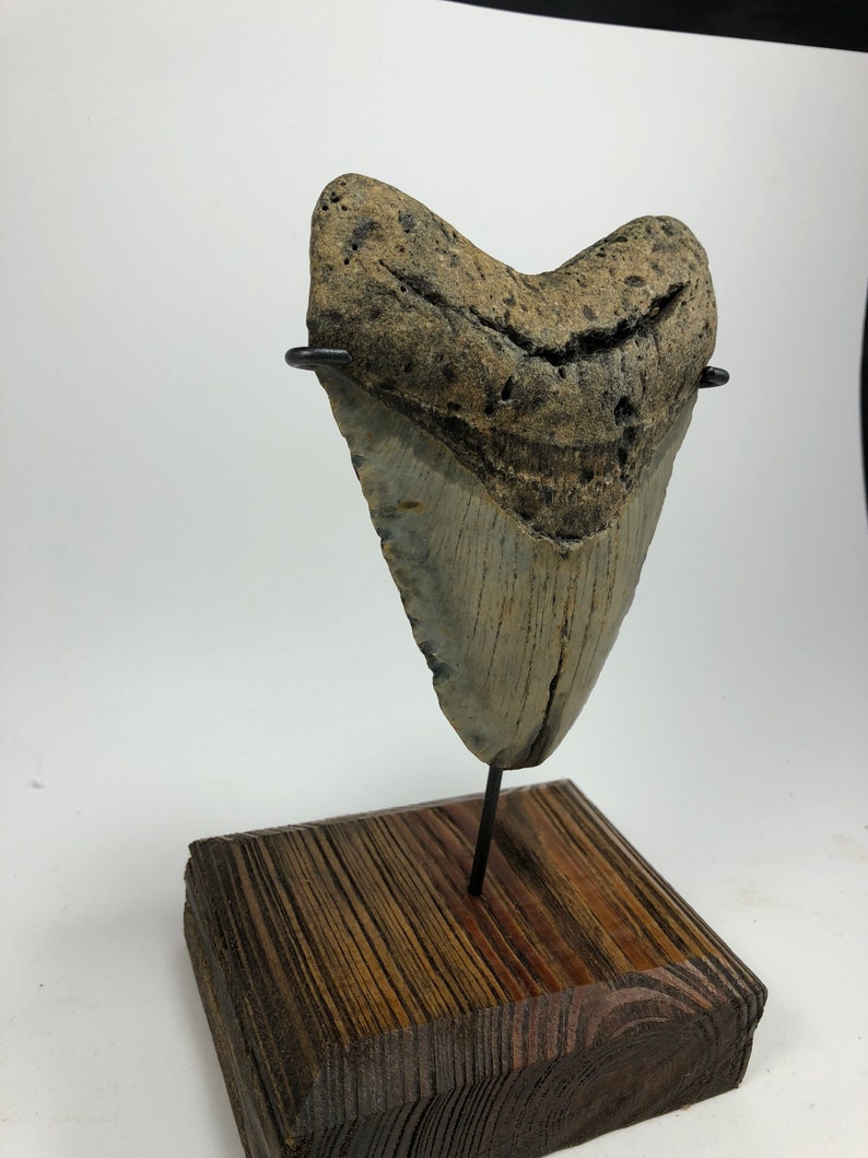 5.09 Giant Fossil Megalodon Shark Tooth Ocean Teeth - Etsy