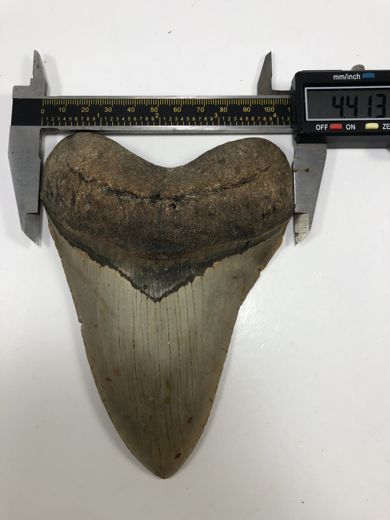 Custom Wood Base Megalodon Inverted Metal Shark Tooth Stand—great ...