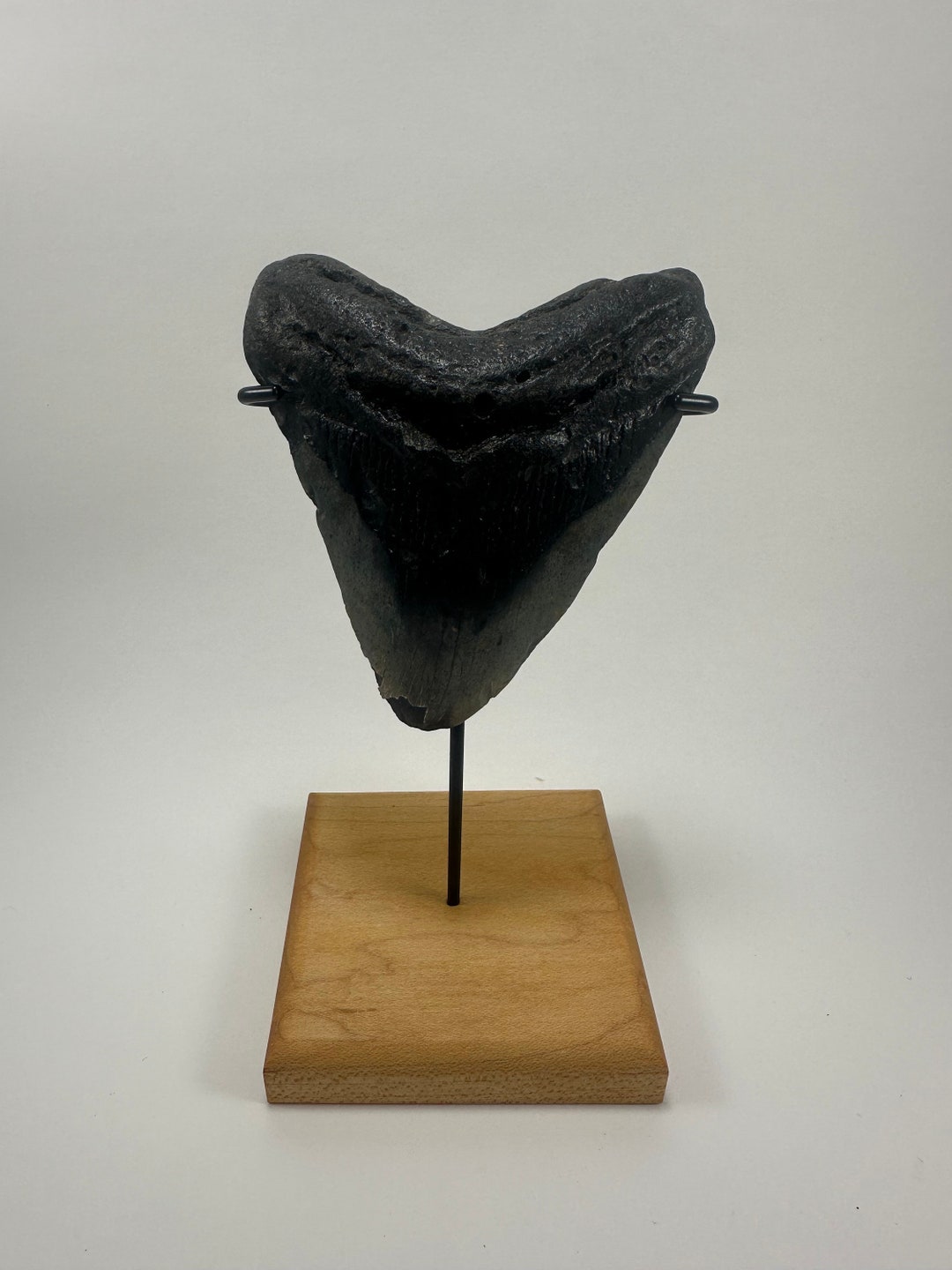 4.50 Giant Fossil Megalodon Shark Tooth Ocean Teeth Dinosaur Fish on ...