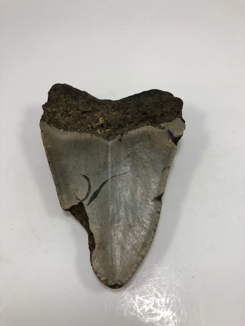 4.79 Fossil Megalodon Shark Tooth Ocean Teeth Dinosaur | Etsy